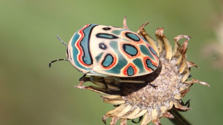 Picasso Bug: A Masterpiece of Nature - Hasan Jasim