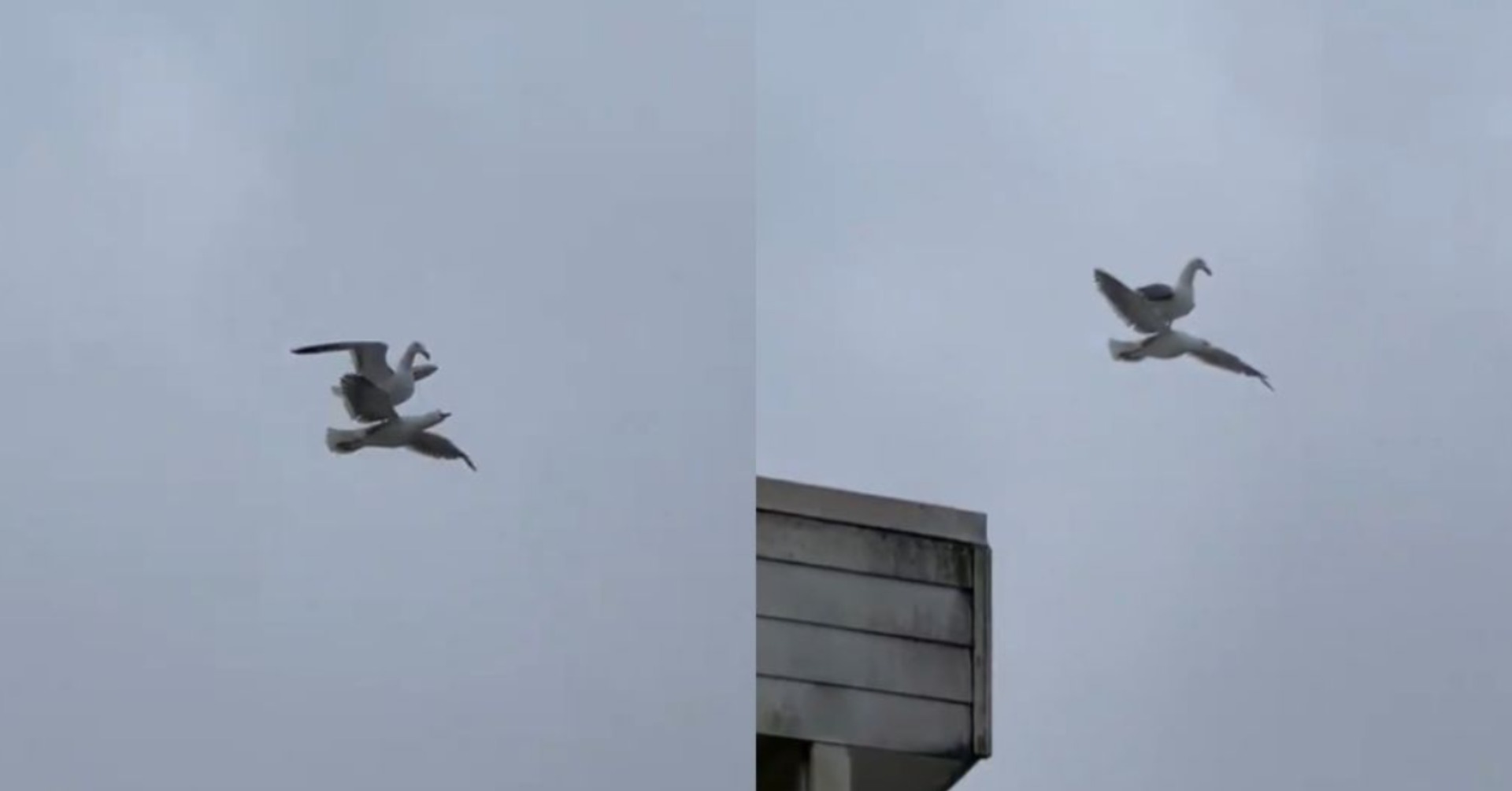 The Awkward Balancing Act of Seagull Mating: An Unusual View with an ...