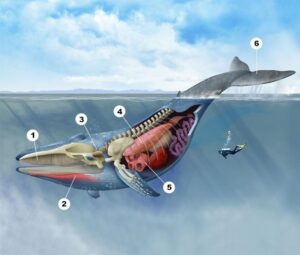 Decoding the Whales' Five-Fingered Flippers: An Evolutionary Journey ...
