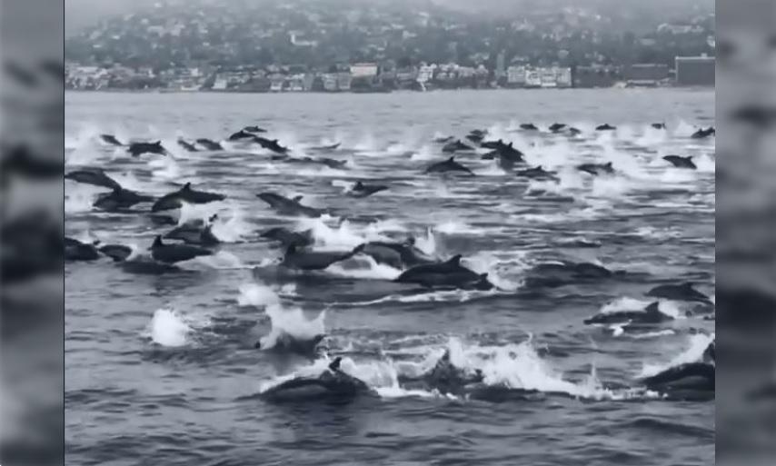 Spectacular Sight: Megapod of Dolphins Thrills Off California Coast ...