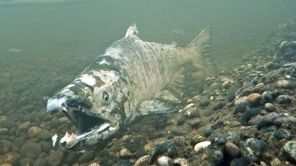Zombie Salmon: The Peculiar Life Cycle of Nature’s Intelligent Design ...