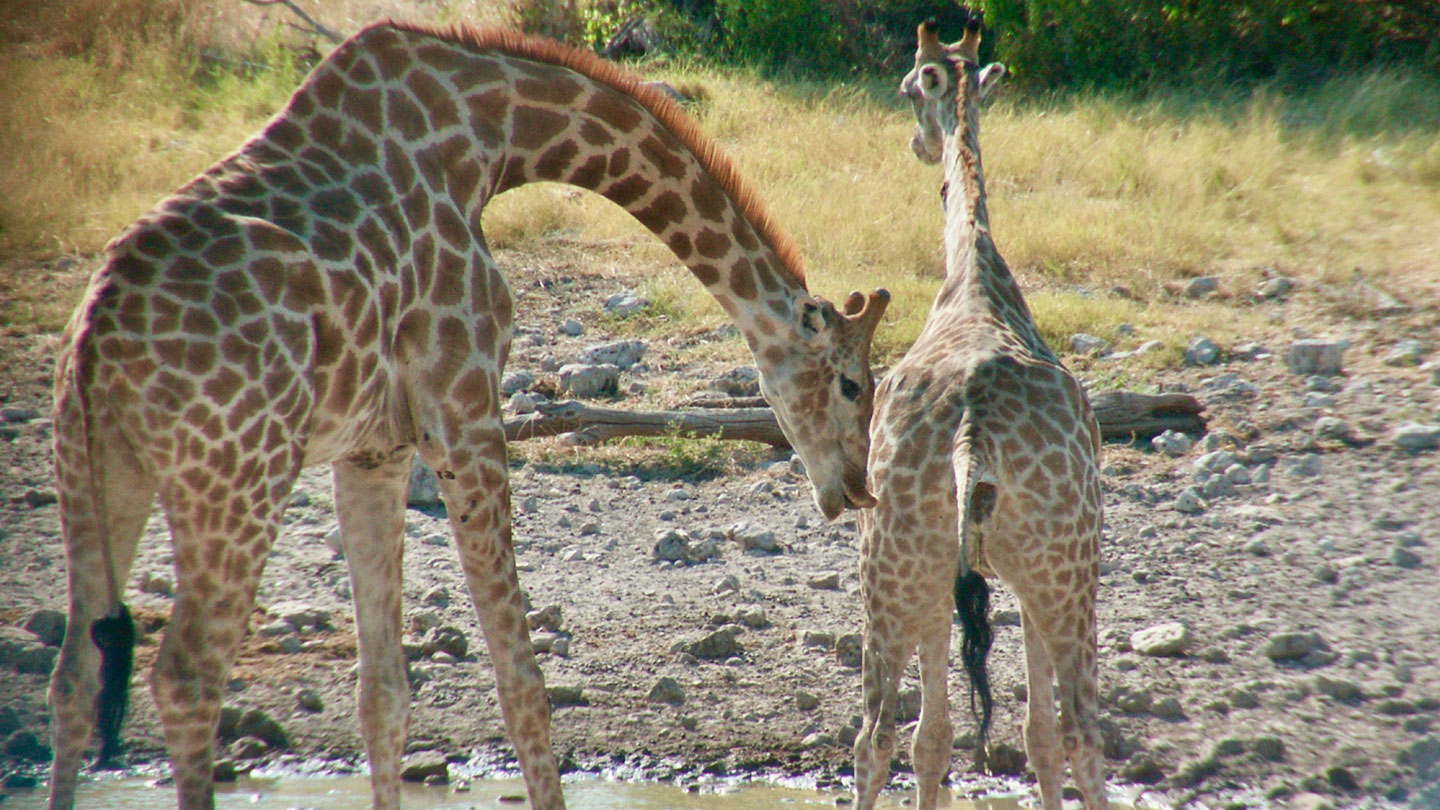 The Unique Courting Rituals of Male Giraffes: Why They Drink Potential ...