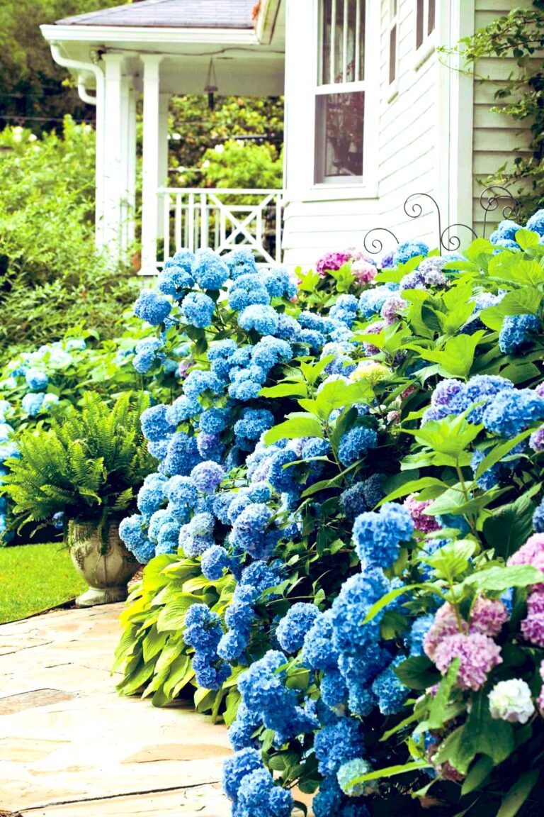 Did You Know? Hydrangeas: Nature’s pH Indicators - Hasan Jasim