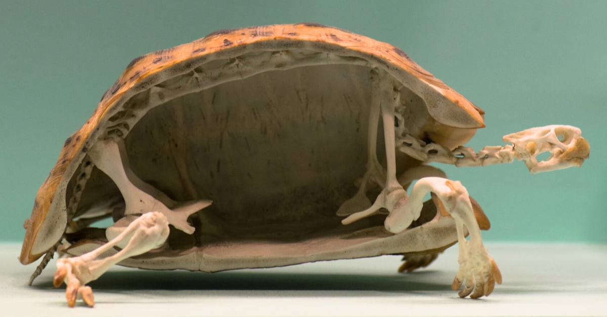 Turtles Aren’t Inside Their Shells – They Are Their Shells and Here’s ...