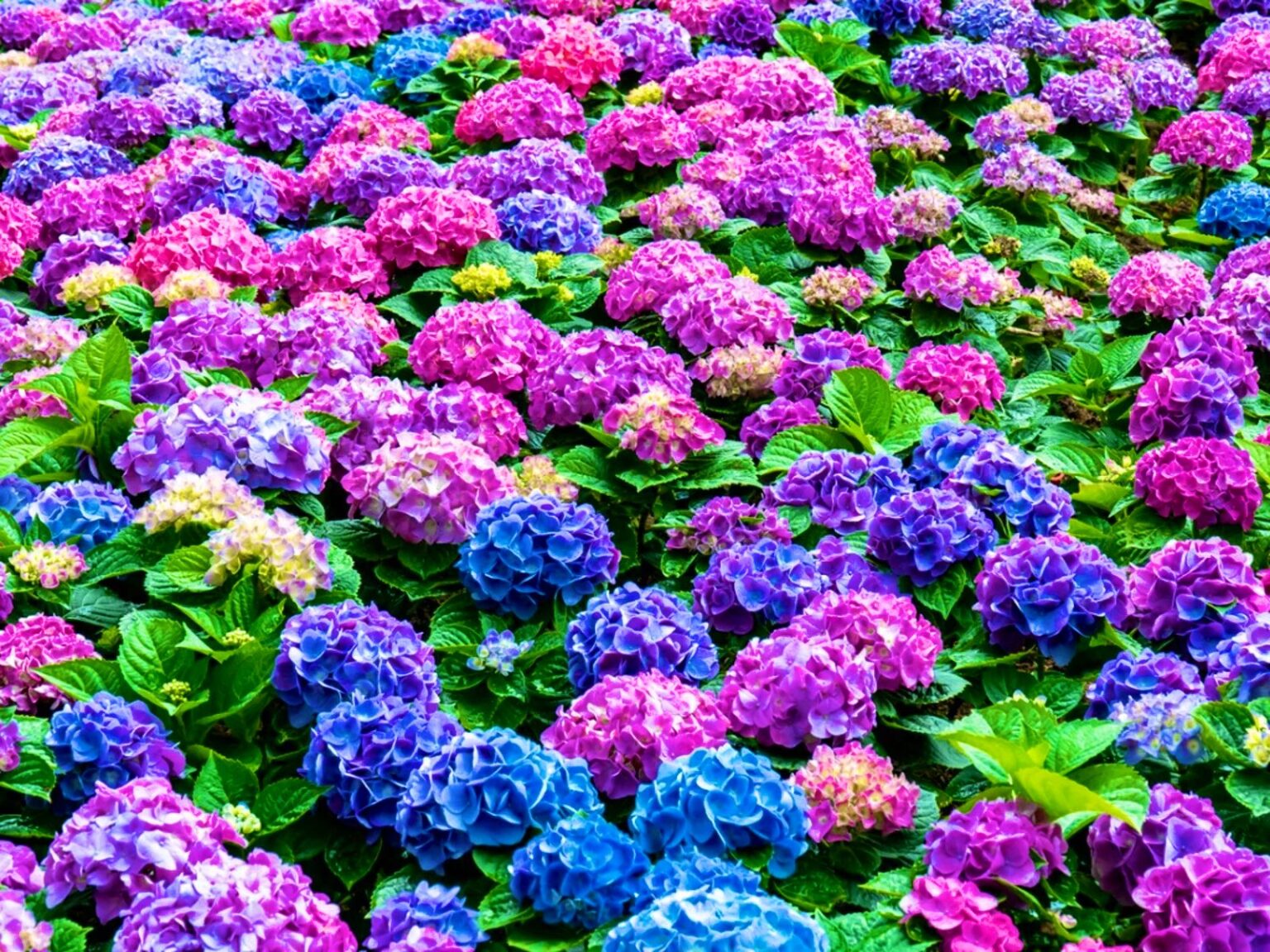 Did You Know? Hydrangeas: Nature’s pH Indicators - Hasan Jasim