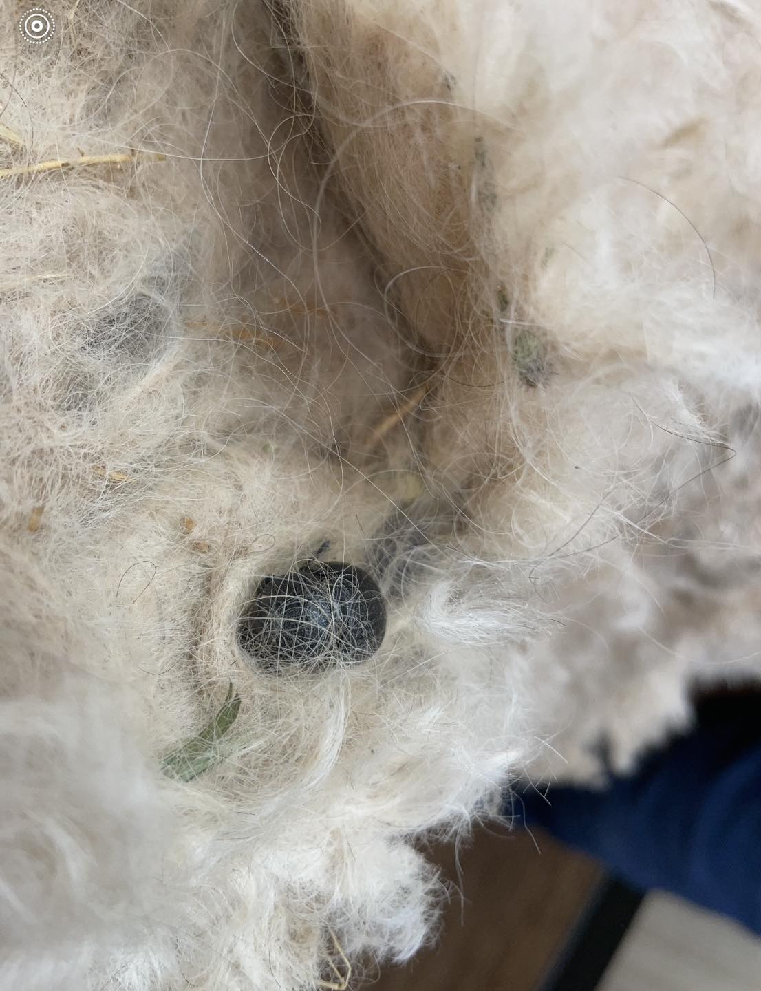 Shelter rescues neglected dog covered in three pounds of matted fur ...
