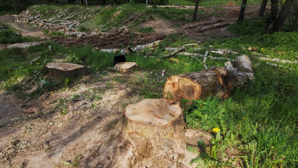 New Jersey Homeowner Faces Staggering Fine for Felling Neighbor's Trees ...
