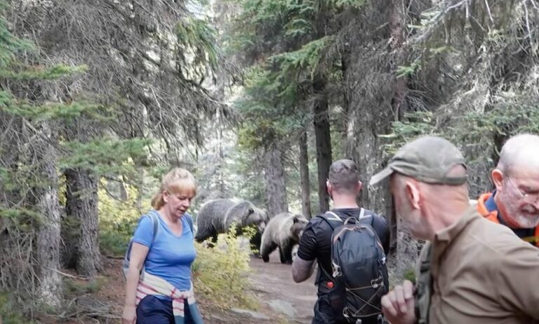 Close Encounter: Hikers Cross Paths with Giant Grizzly Bears in Canada’s Banff National Park ...