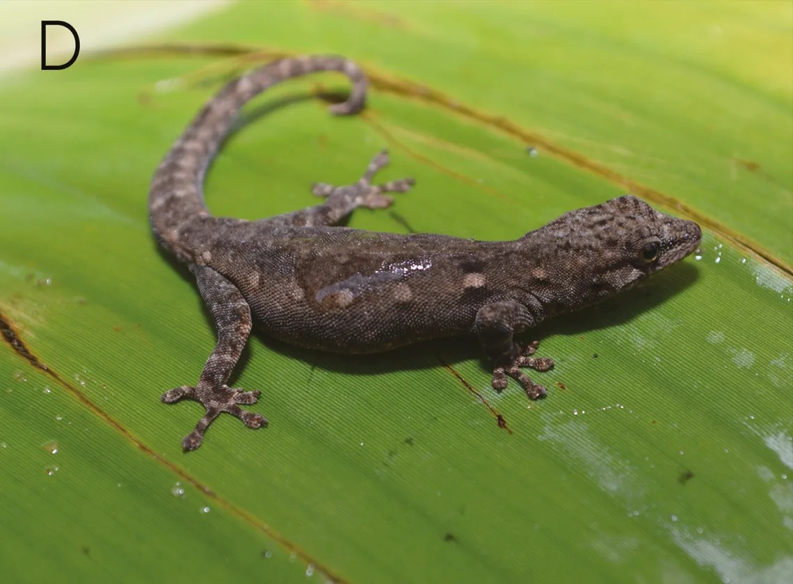 Pregnant ‘dwarf’-like creature found on tree in Uganda is ‘cryptic’ new ...