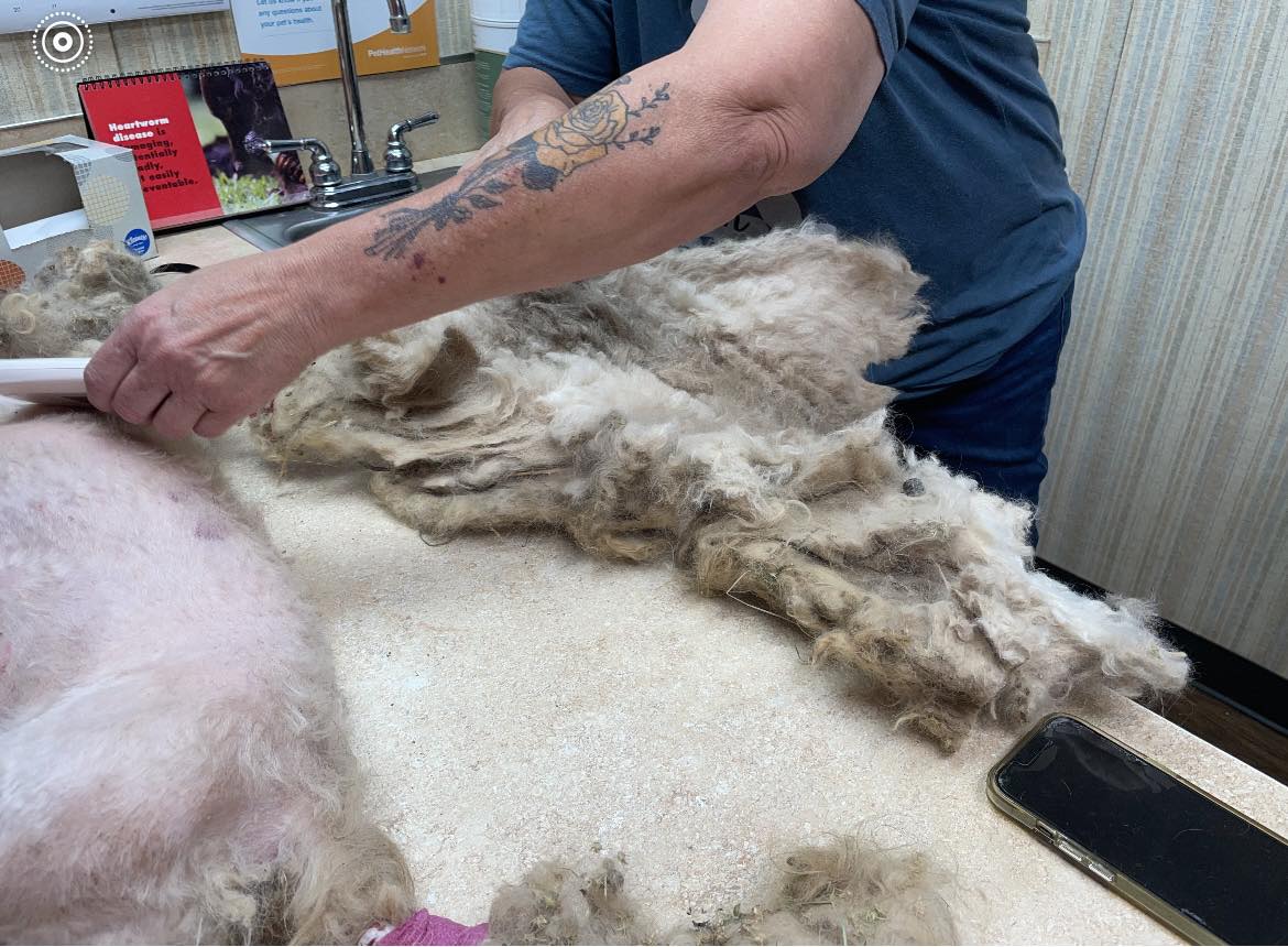 Shelter rescues neglected dog covered in three pounds of matted fur ...