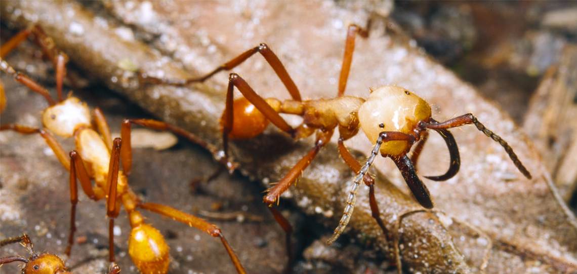 Ancient Healing Practices: Ants as Surgical Stitchers - Hasan Jasim