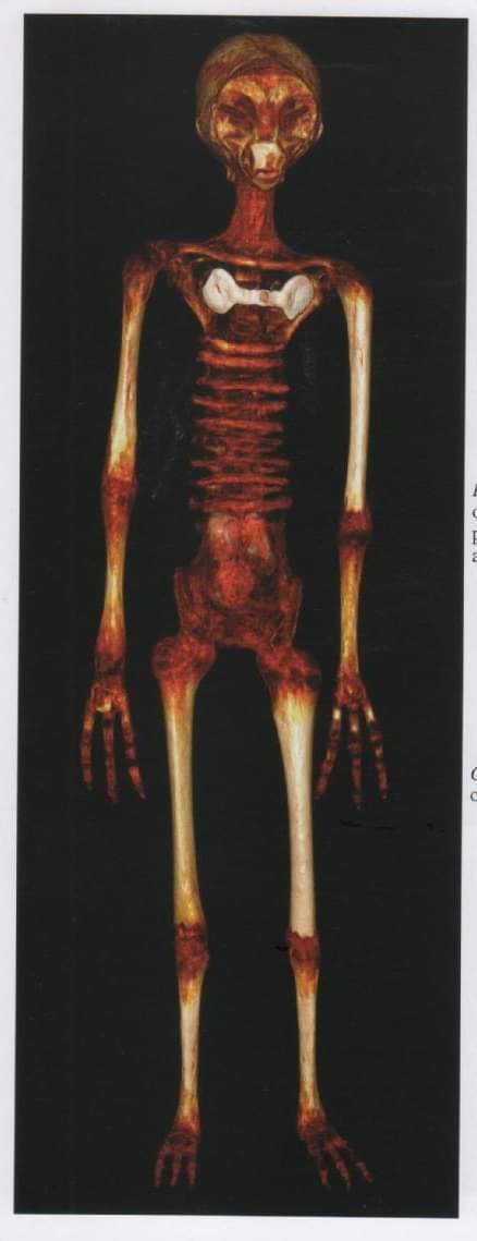 Watch: Mysterious Non-Human ‘Alien Corpses’ Displayed At Mexico’s ...
