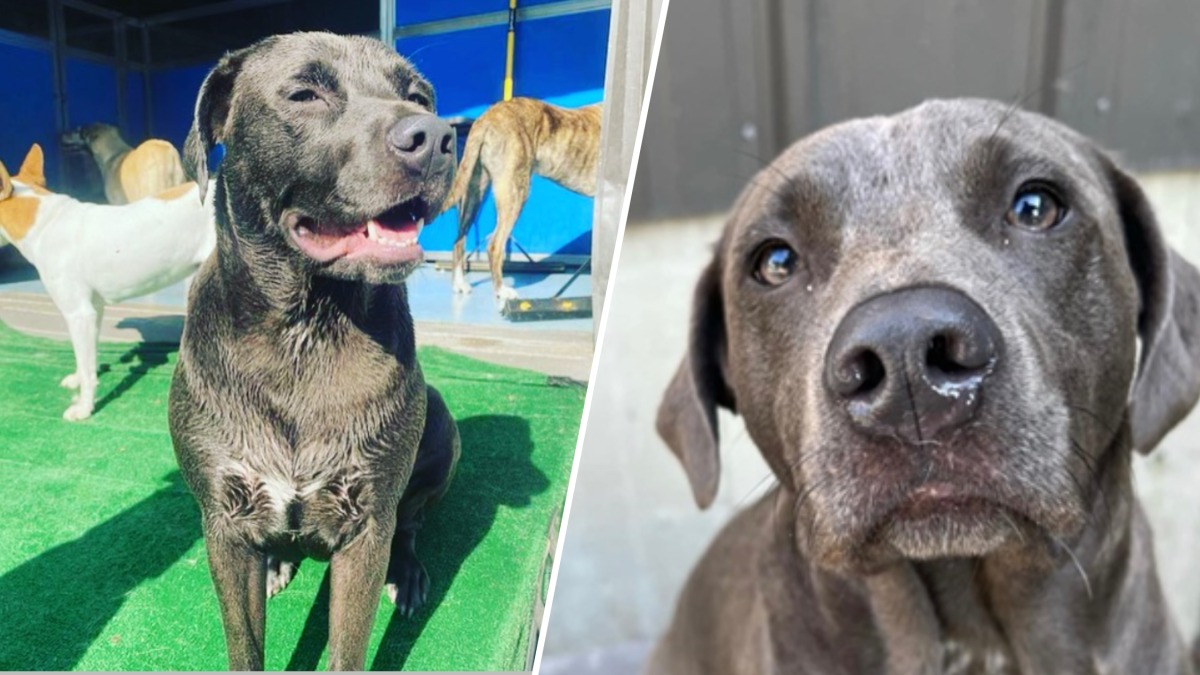 Emotional support dog went missing in vehicle theft — now she’s finally ...