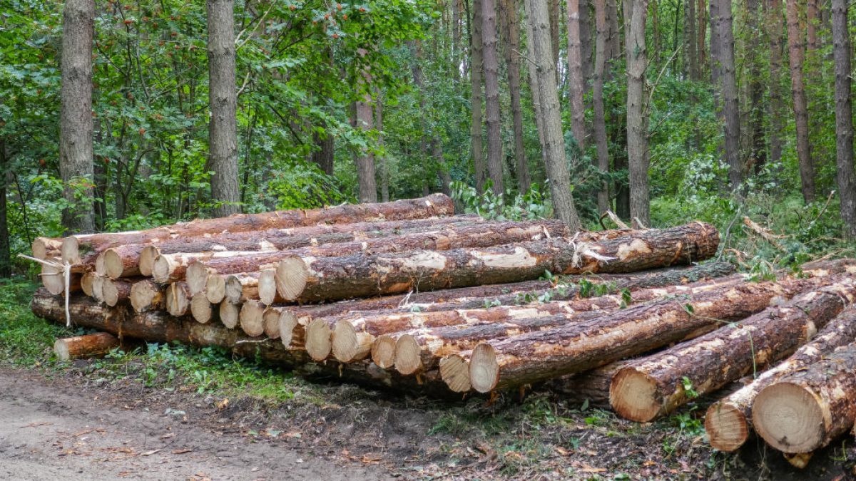 New Jersey Homeowner Faces Staggering Fine for Felling Neighbor’s Trees ...