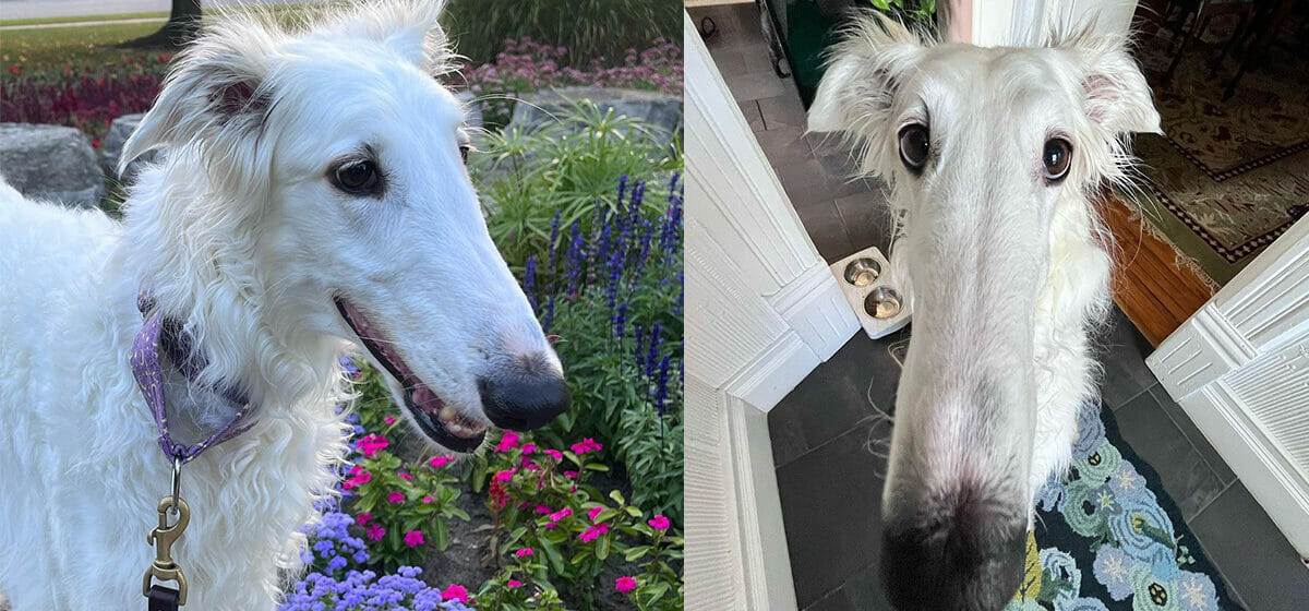 Meet Lapsha, the dog with the “world’s longest nose” — going viral for ...