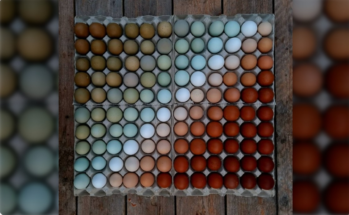 A Splash of Colors in the Garden: The Beauty of Rainbow Eggs - Hasan Jasim