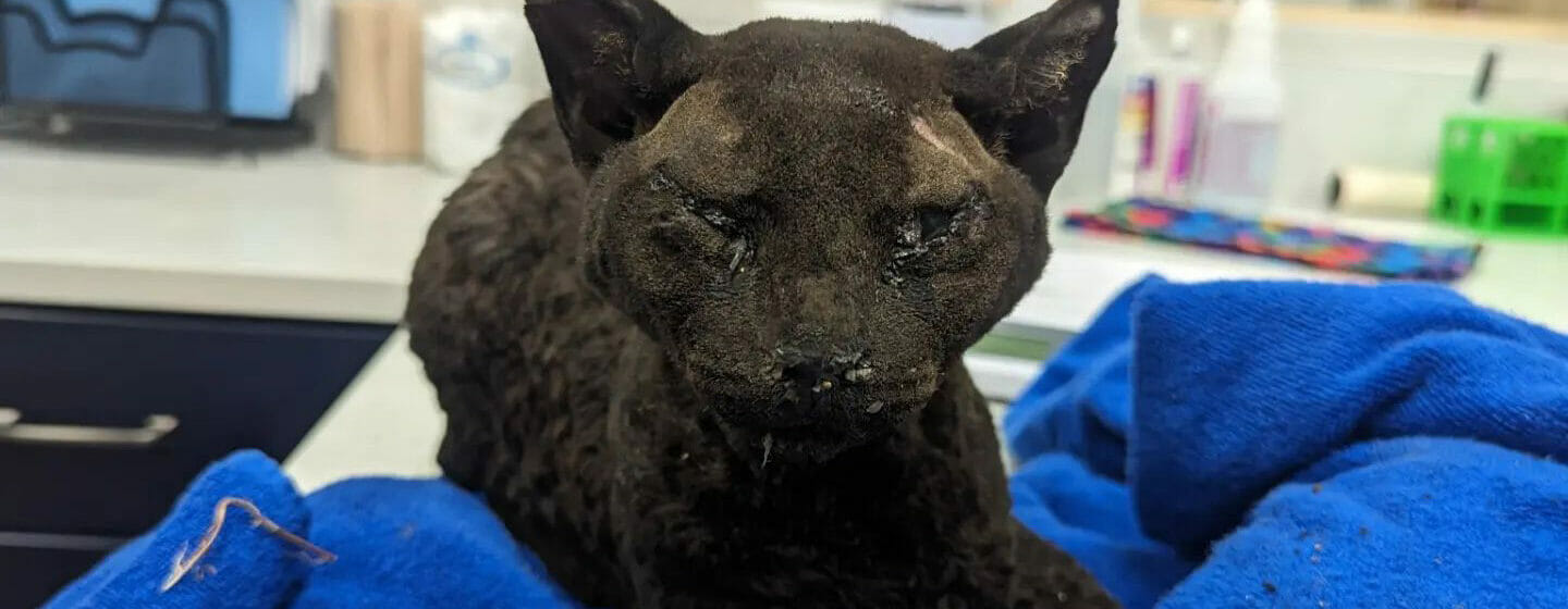 Cat severely burned in fire makes “miracle” recovery, is finally going ...
