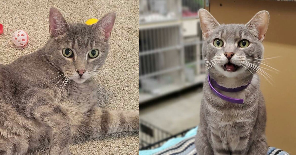 Cat who spent his whole life in shelter finally finds a home after 9 ...