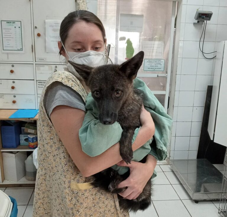 First Documented Case Of Hybridization Between A Dog And A Pampas Fox ...