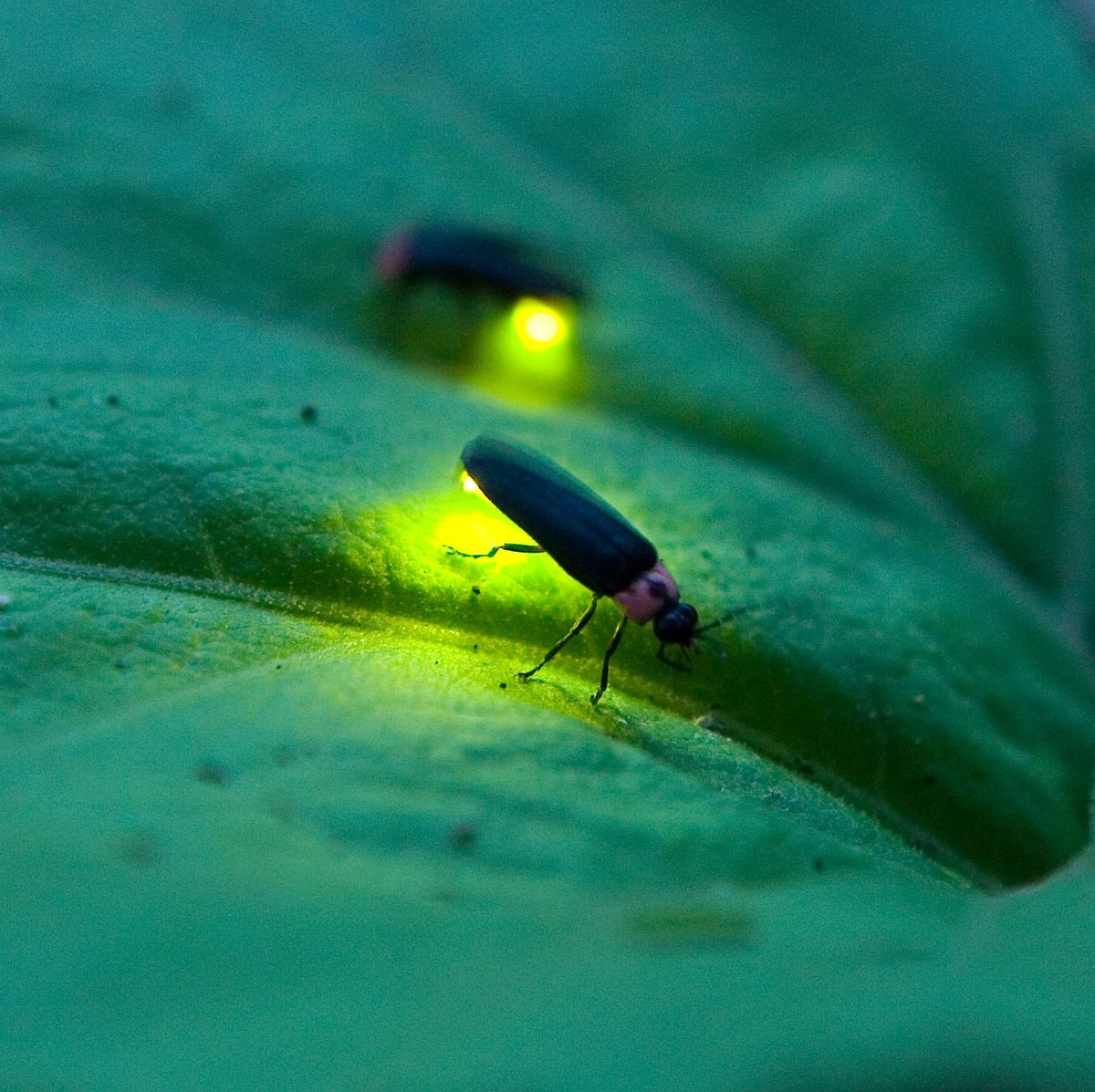 The Enigmatic Glow of Fireflies: Nature’s Magical Light Show - Hasan Jasim