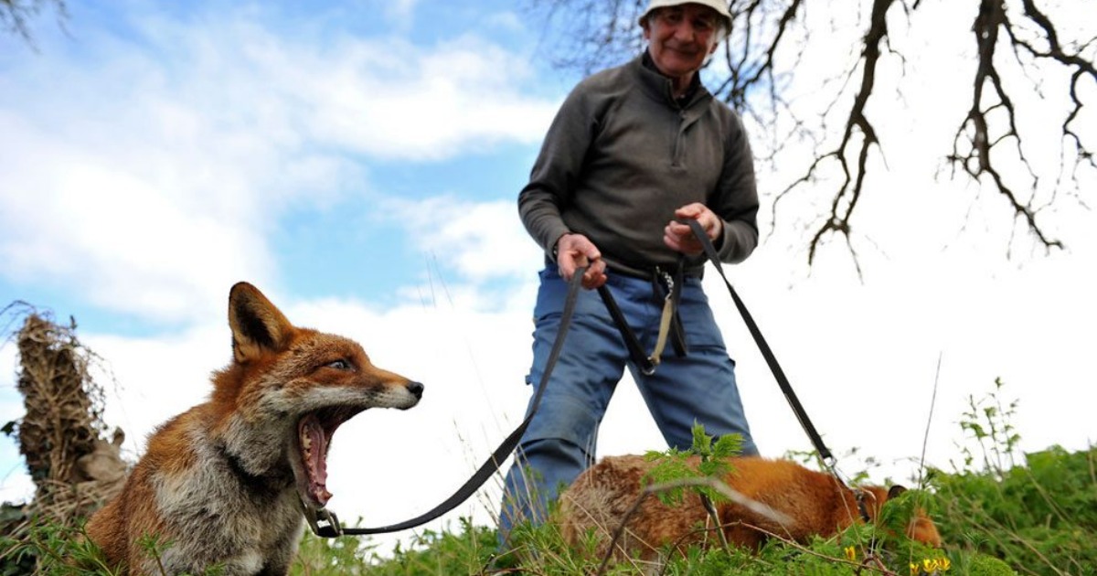 Unlikely Companions: The Heartwarming Tale of Foxes and Their Human ...