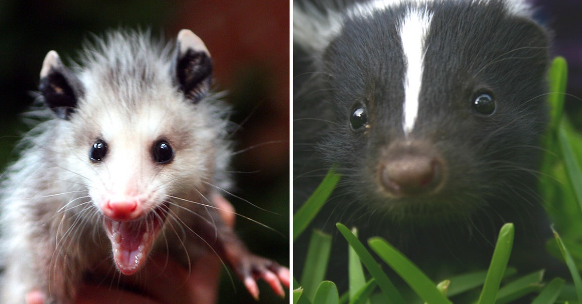 Trail Cam Contest Winner: Opossum’s Bold Move Shoving Skunk Into Pond ...