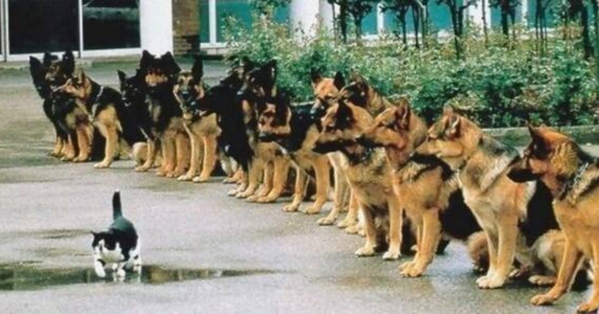 The Ultimate Test: German Police Service Dogs Facing Feline Foes in ...