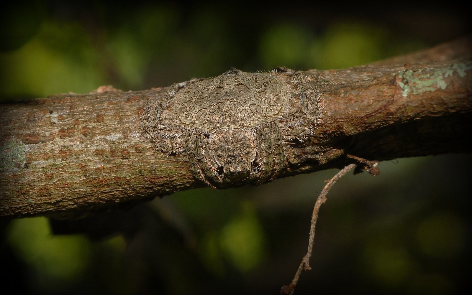 Wrap-Around Spiders: Masters of Stealth in the Insect World - Hasan Jasim