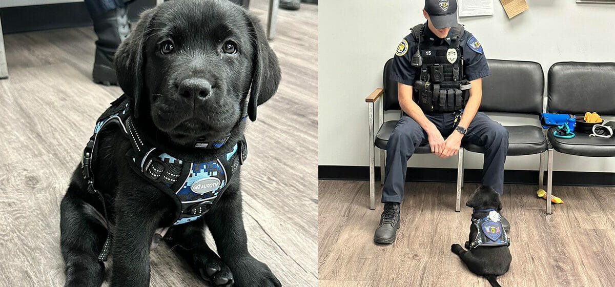 Adorable Lab puppy starts duty as police department’s first-ever ...