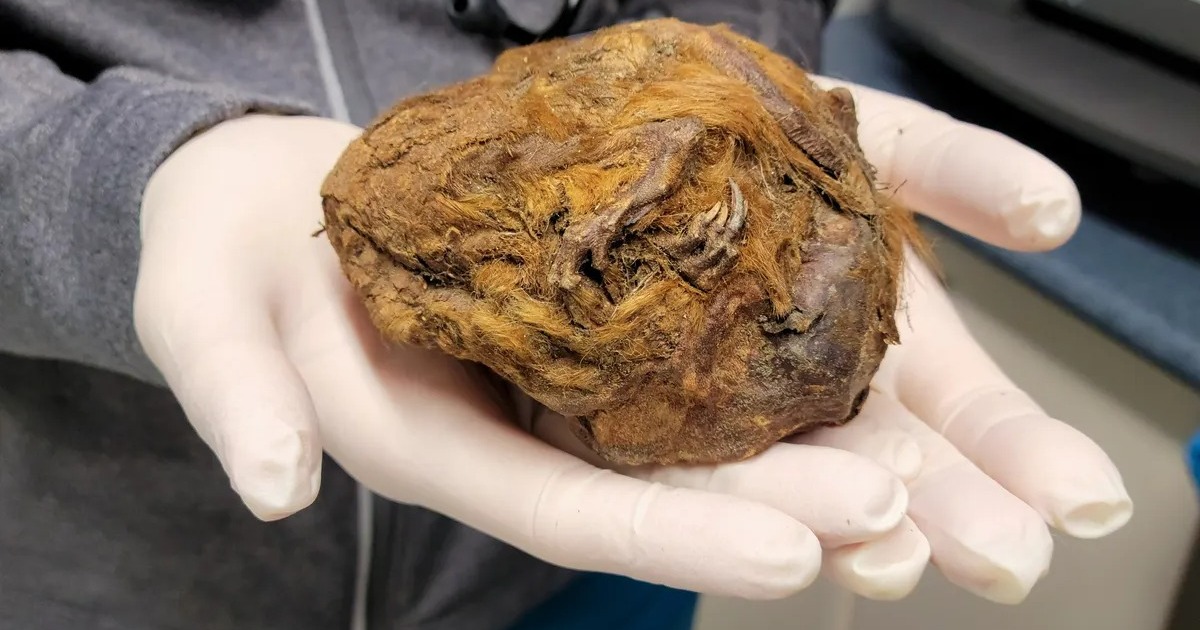 Frozen in Time: 30,000-Year-Old Ice Age Squirrel Unveiled in Remarkable ...