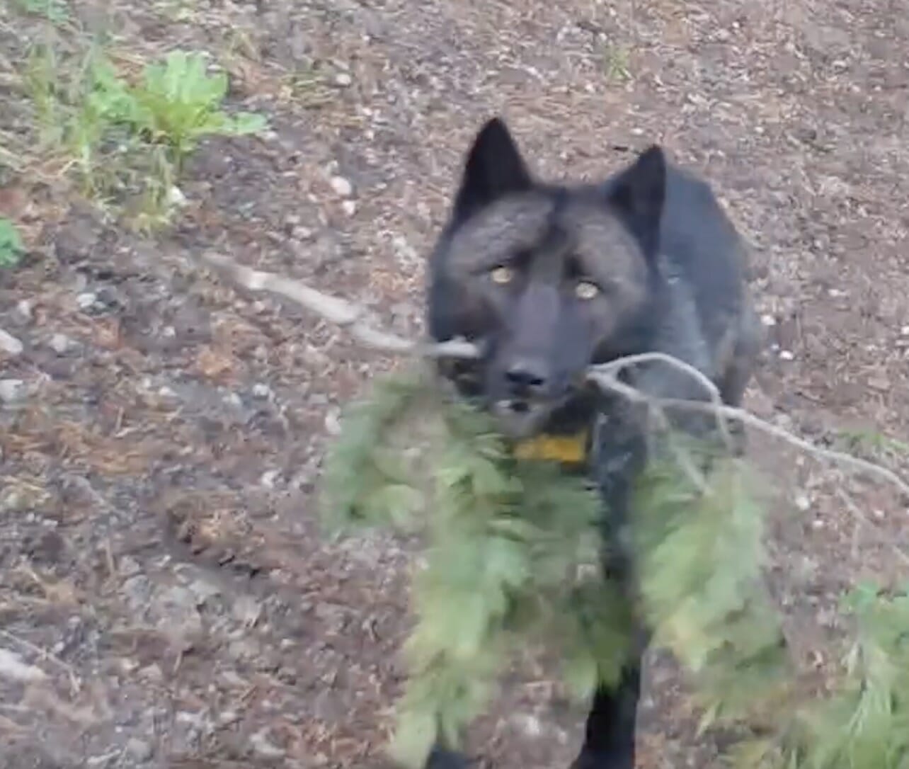 Researchers see Yellowstone wolves carrying unusual items — realize the ...