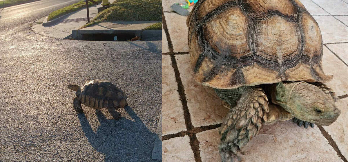 Missing tortoise reunites with owner after being rescued from highway ...
