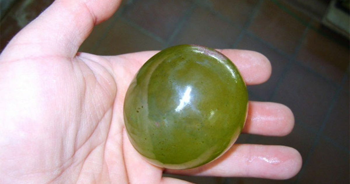 Valonia Ventricosa: Unveiling the World’s Largest Unicellular Marvel ...