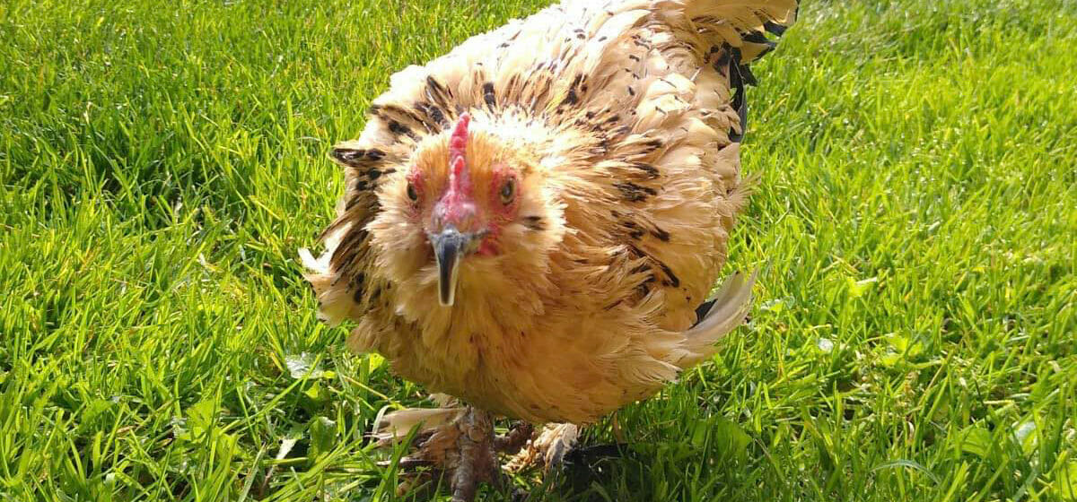 21-year-old Peanut is officially the oldest chicken in the world ...