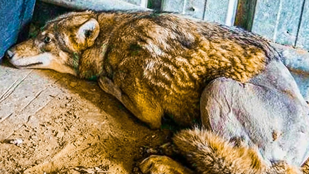 No one cares about wolf dying in ditch, until one animal lover stops ...