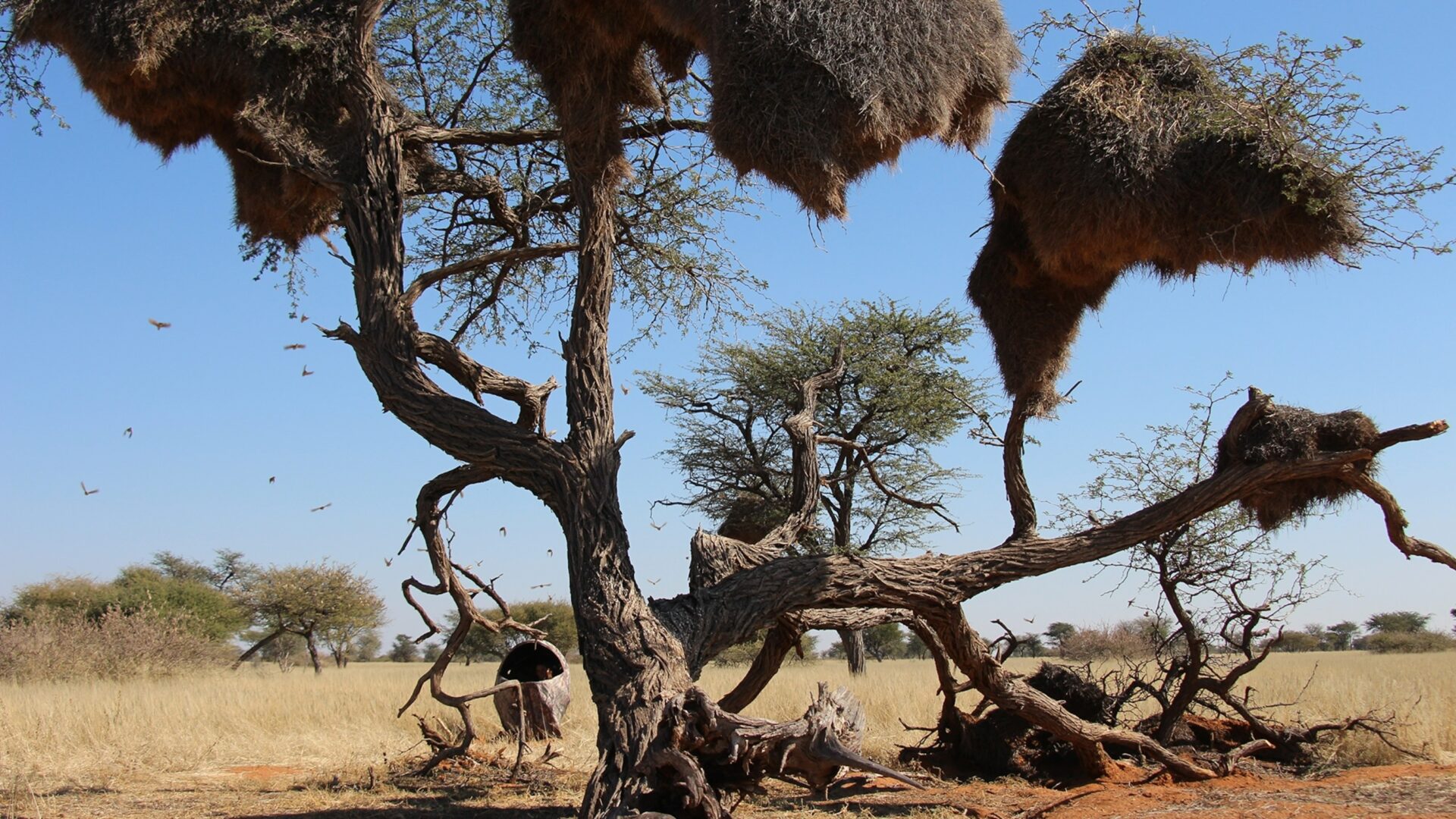 Nature’s Sky Architects: Inside the Astonishing Intelligence and ...
