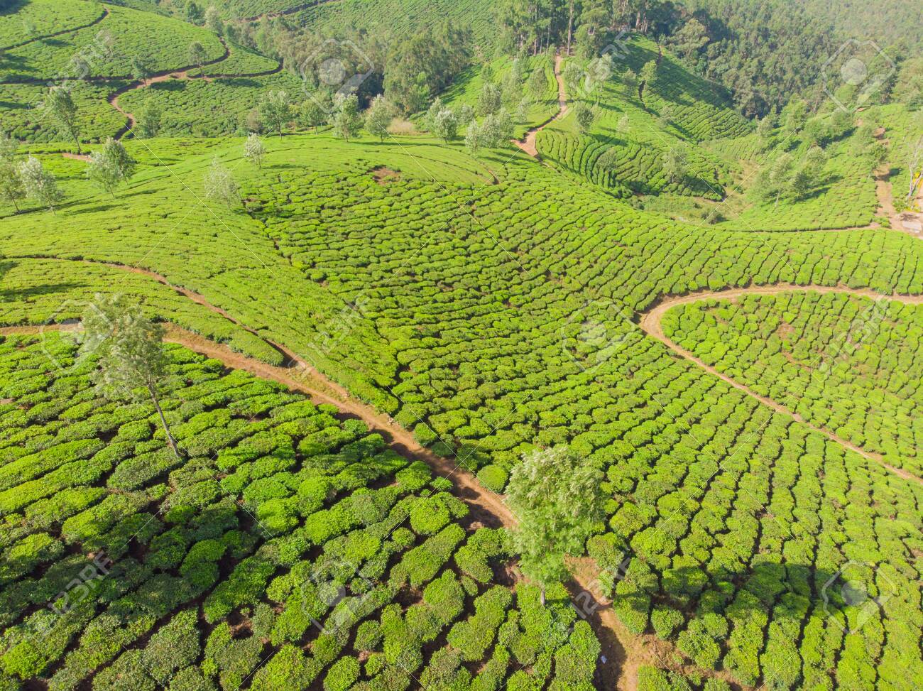 Aerial Image of Munnar Tea Plantation Resembles Fingerprint - Hasan Jasim