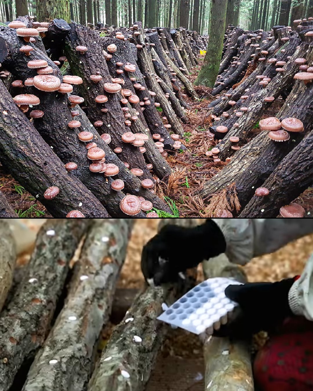 The Art of Growing Shiitake Mushrooms in Japanese Forests - Hasan Jasim