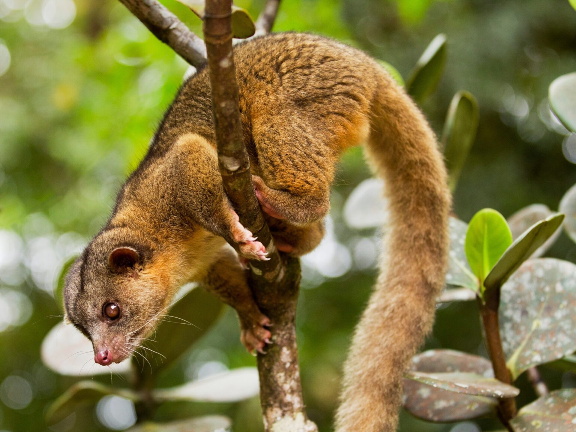 The Olinguito: A Remarkable Discovery in the Andean Cloud Forests - Hasan Jasim