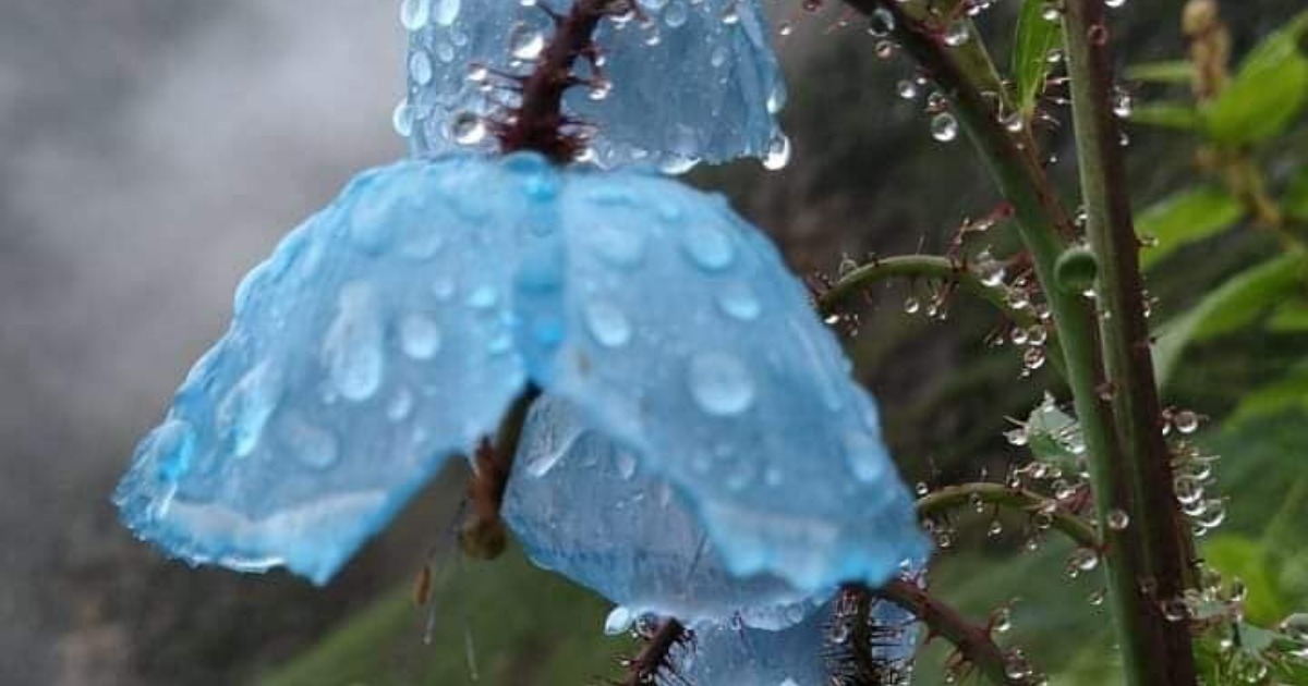 Himalayan Blue Poppies: A Symphony of Nature’s Artistry - Hasan Jasim