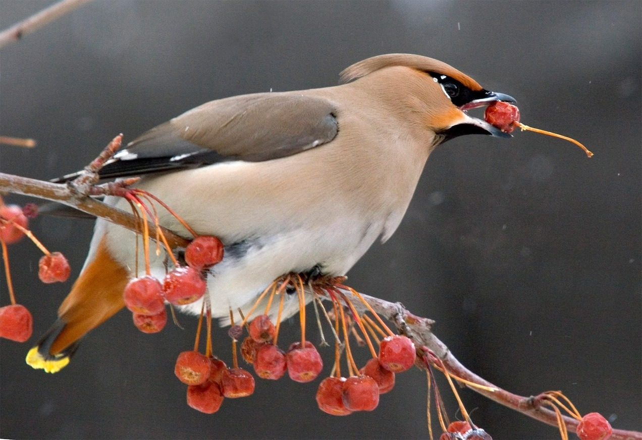 Waxwings: The Drunk Birds of the World - Hasan Jasim