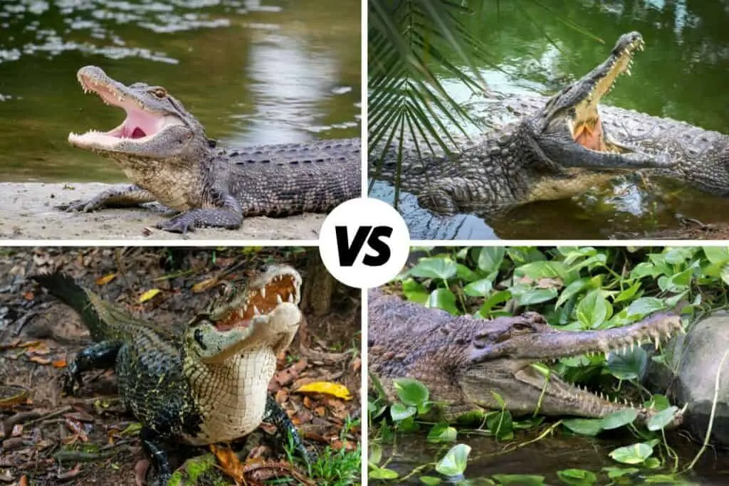 Exploring the Distinctions: Caiman, Alligator, and Crocodile - Hasan Jasim