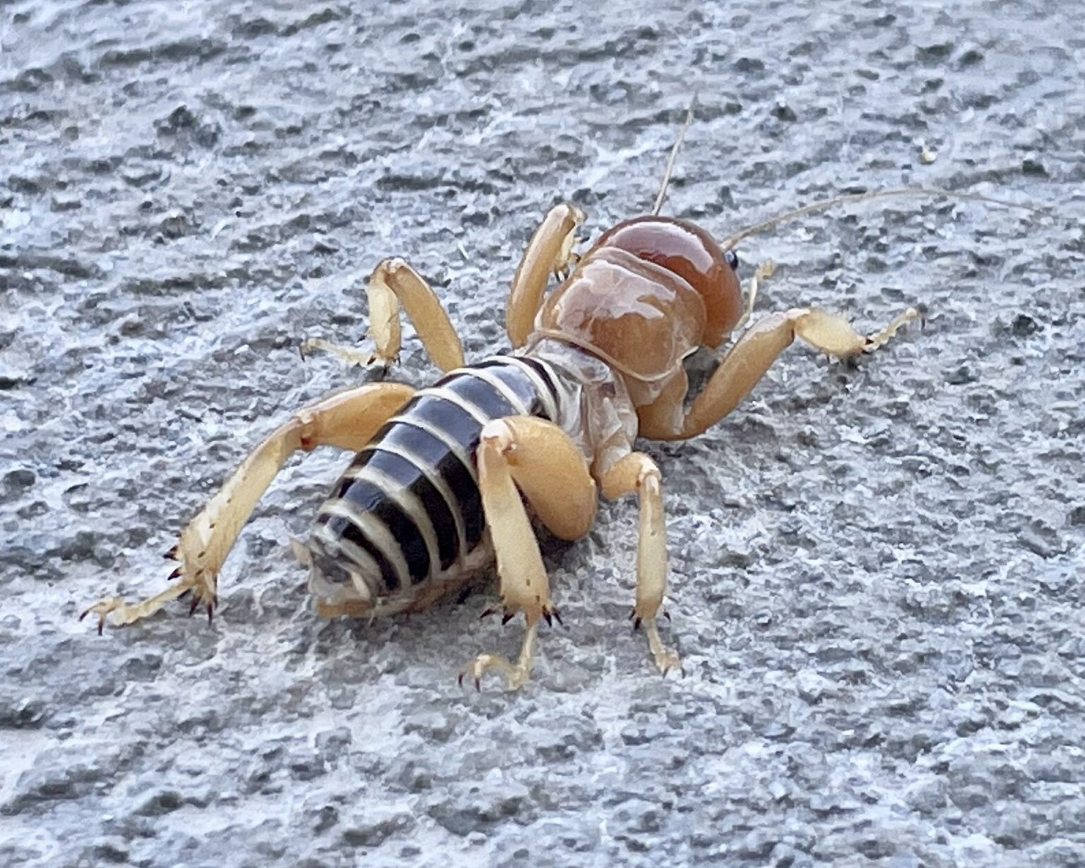 Exploring the Mysterious World of the Jerusalem Cricket - Hasan Jasim