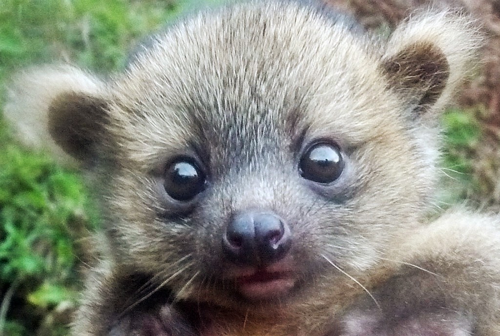 The Olinguito: A Remarkable Discovery in the Andean Cloud Forests ...