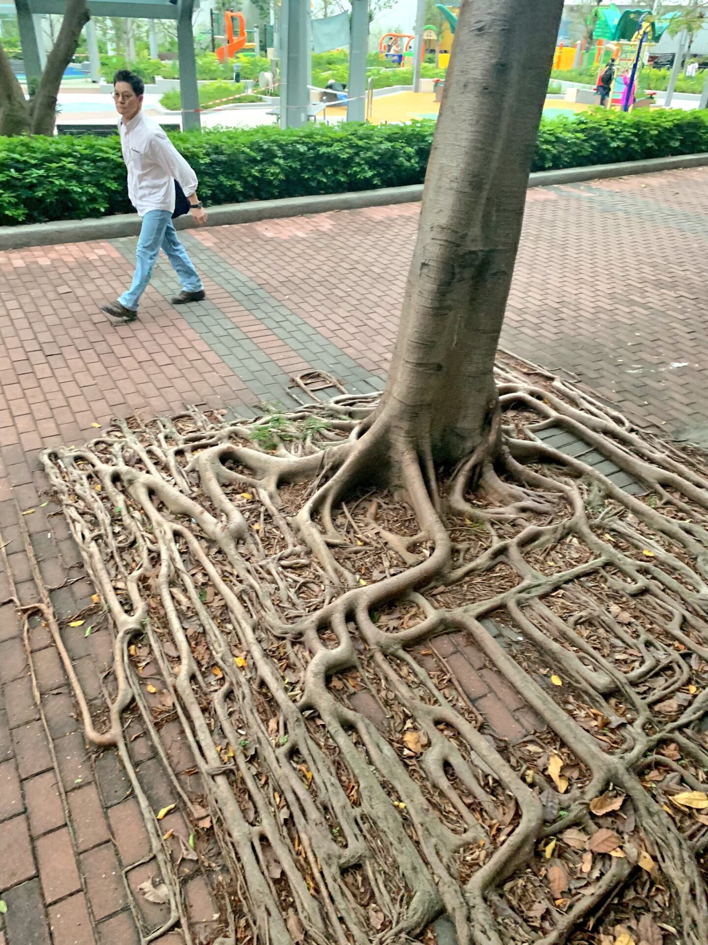 Mondrianish – Banyan Tree Roots in Hong Kong - Hasan Jasim