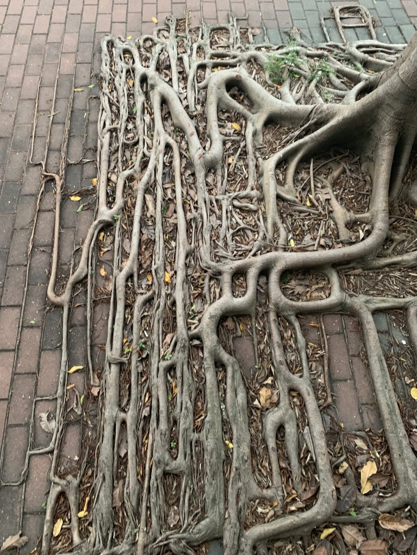 Mondrianish – Banyan Tree Roots in Hong Kong - Hasan Jasim
