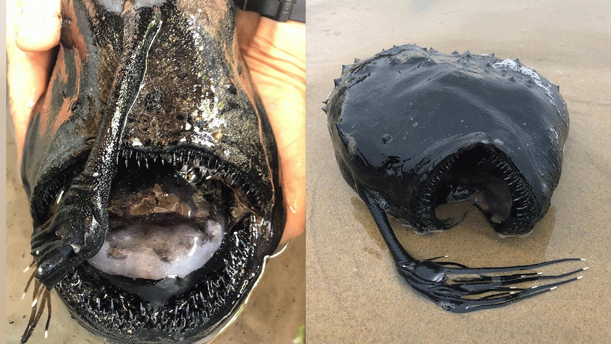 Rare Deep-Sea Fish, Typically Dwelling Thousands of Feet Below, Washes ...