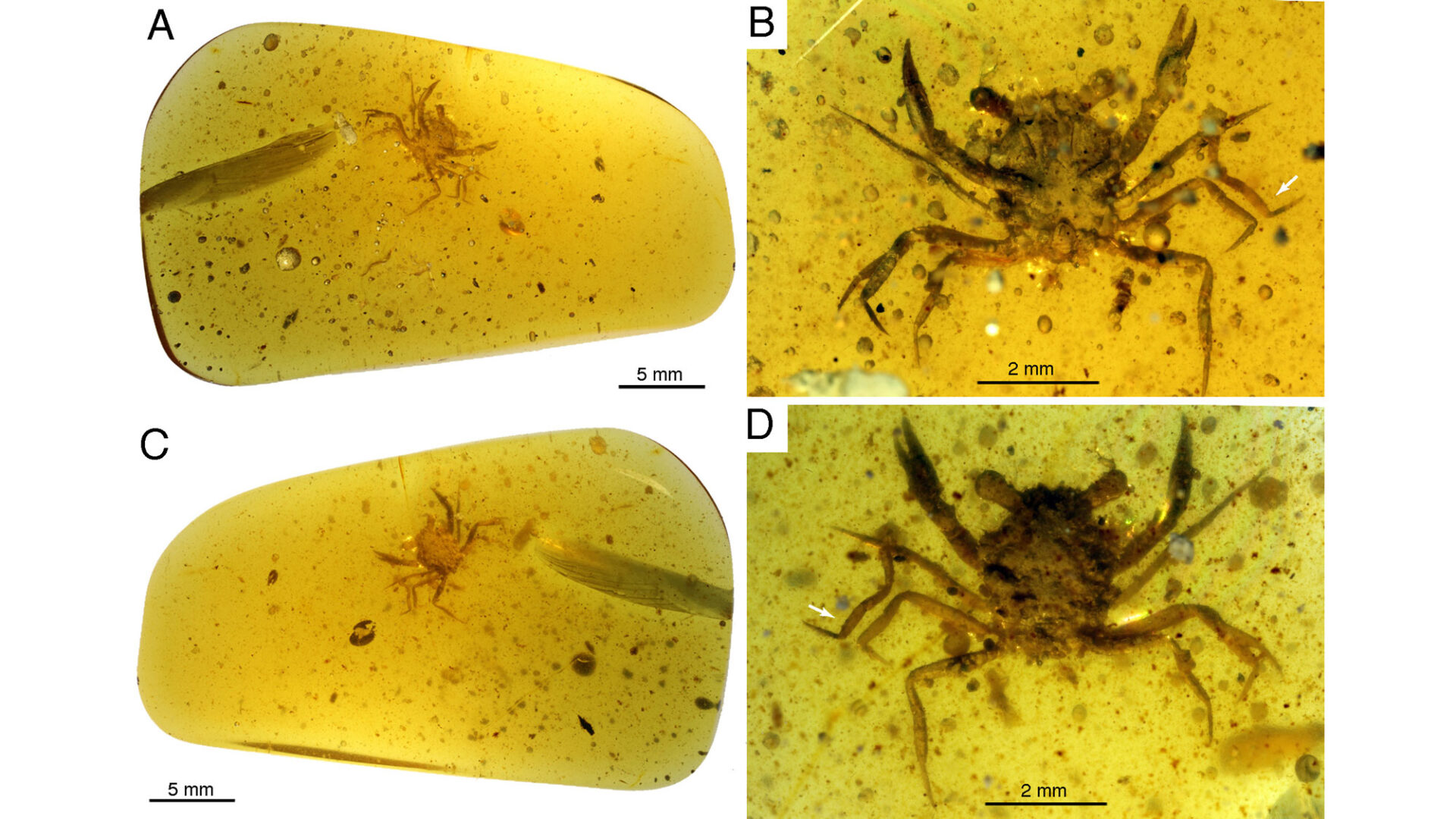 First Crab Found In Amber Still Fabulous At 100 Million Years Old ...