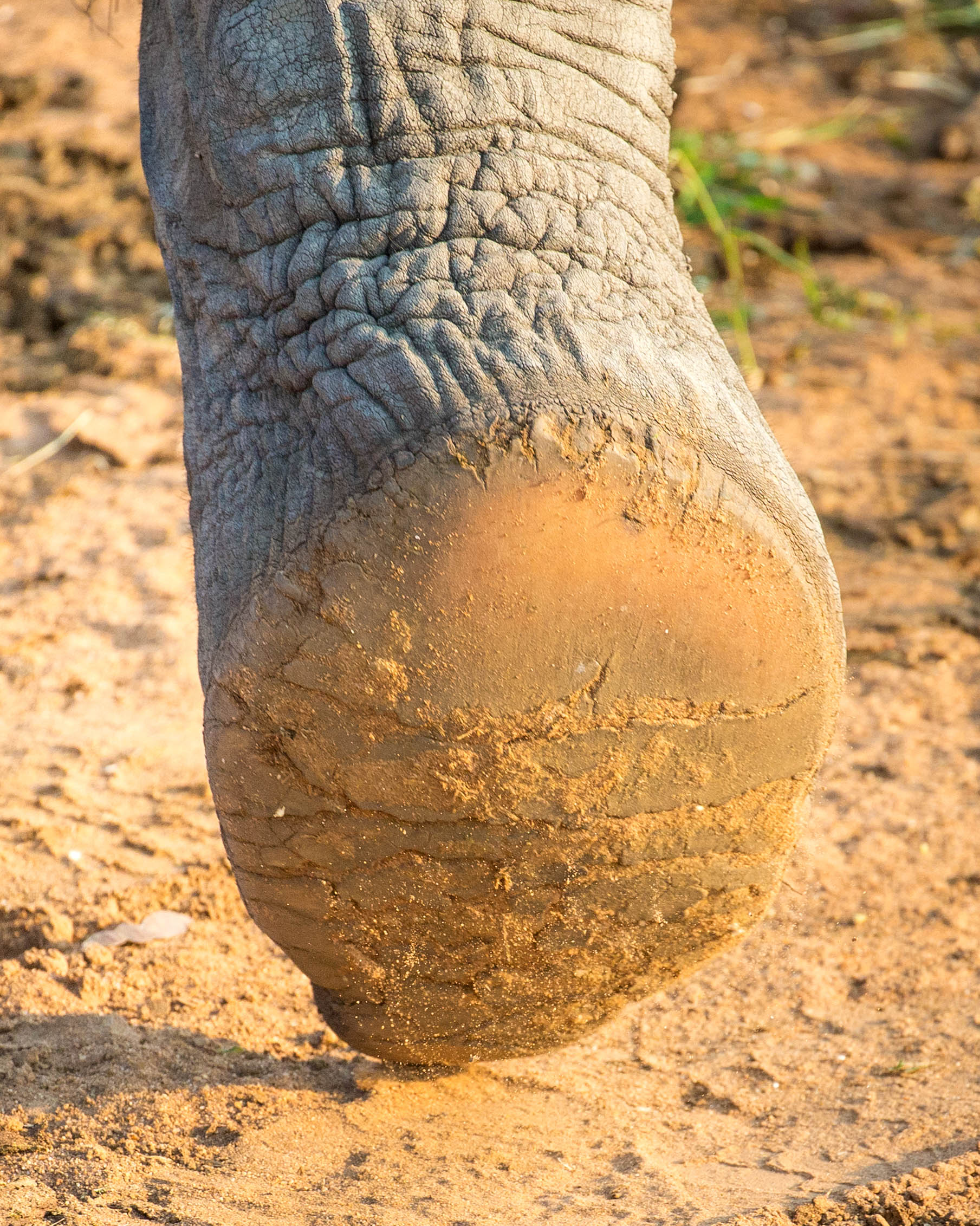 Elephants' Feet: An Ingenious Blend of Adaptations - Hasan Jasim