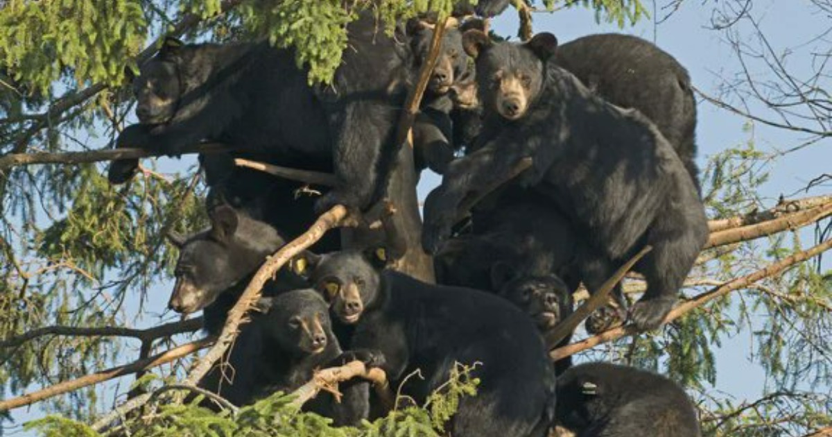 American Black Bears: Tree-Climbing Masters - Hasan Jasim
